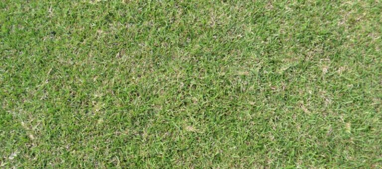4 Best Types of Grass for Arkansas and How to Grow Them